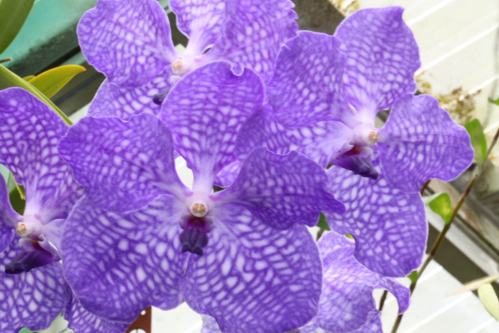 Vanda Blue Magic – Roland's Orchideen-Blog